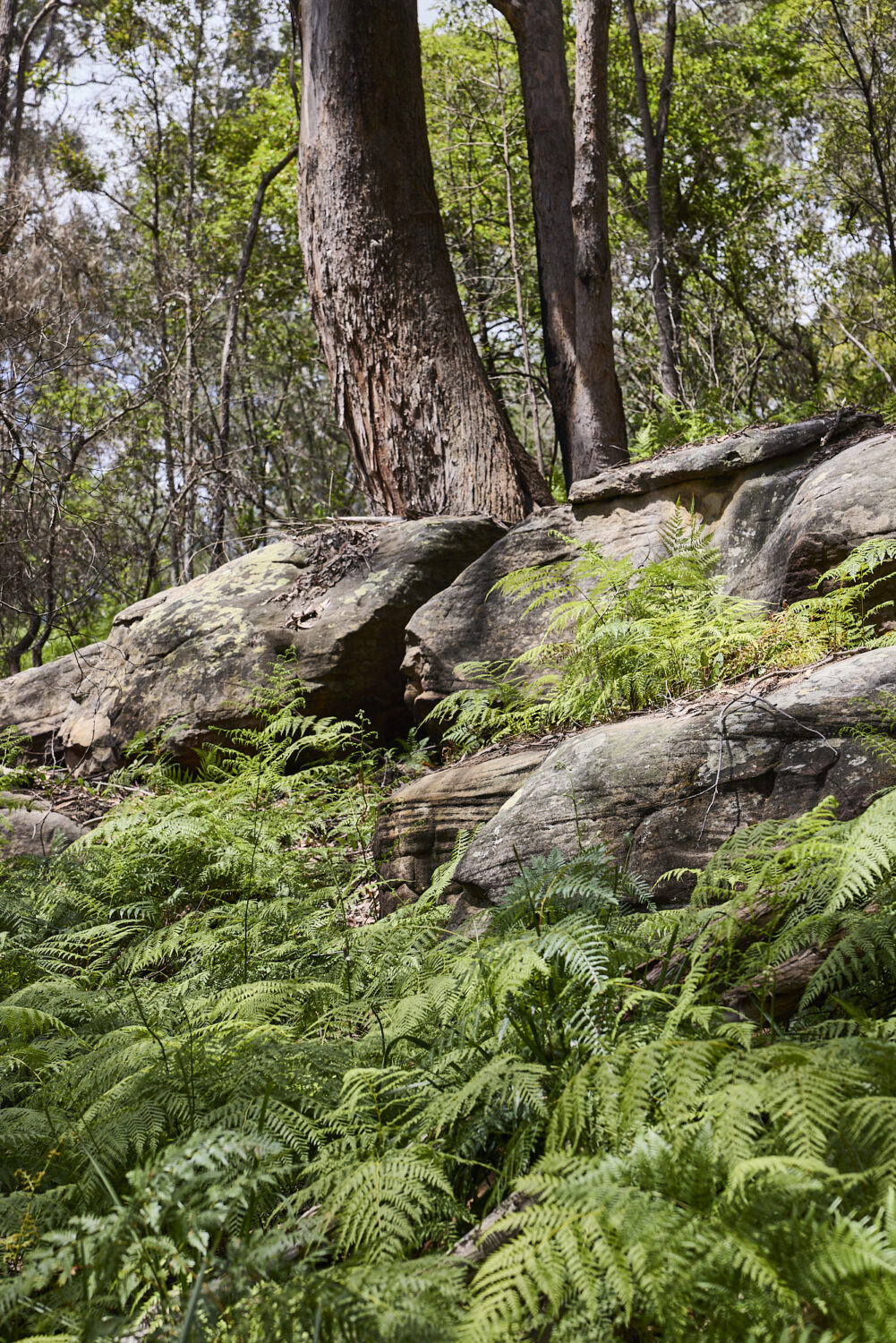 Marcus Kalaf | Carter Williamson Architects